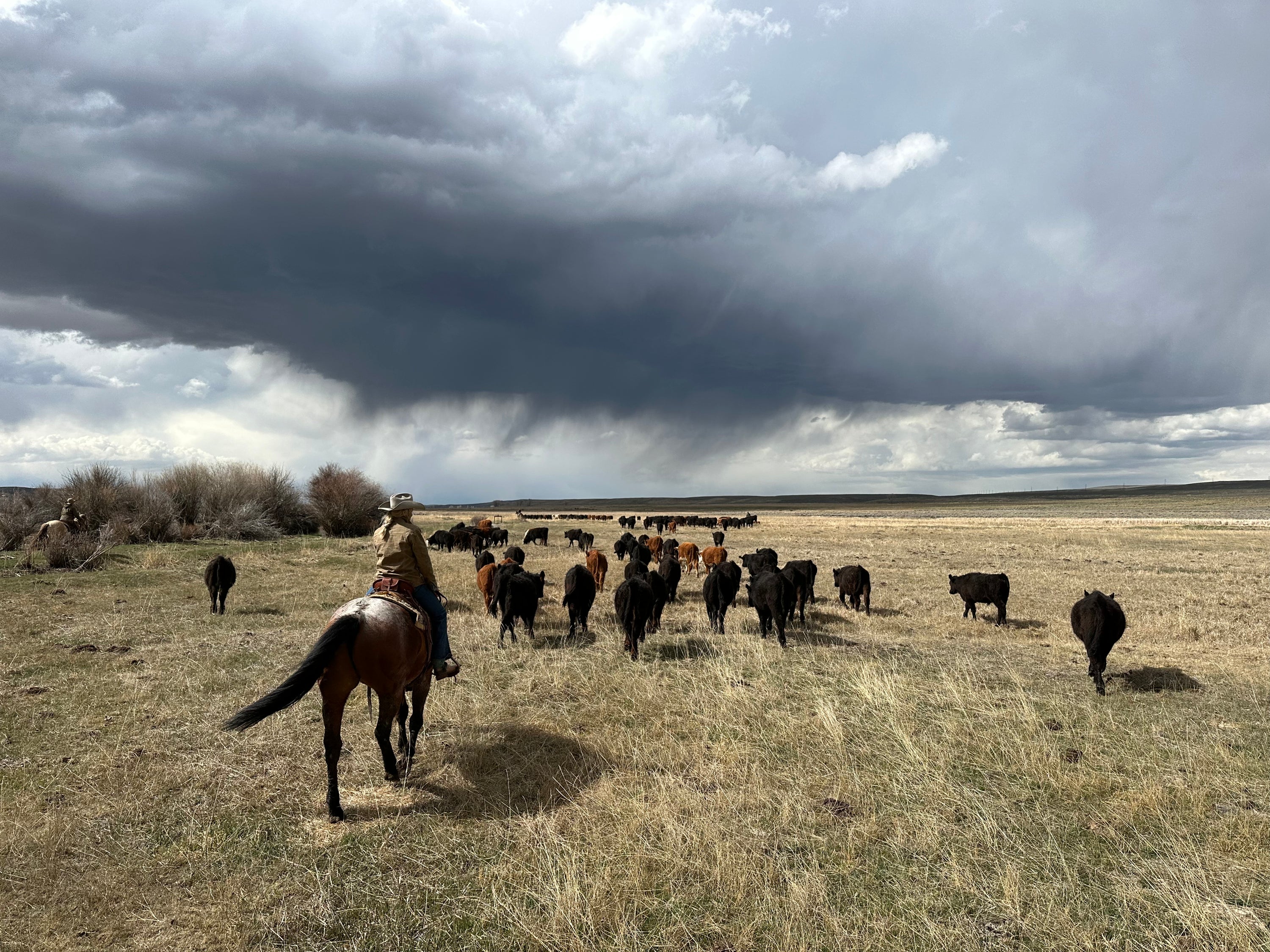 Wapika Ranch Cattle Co.