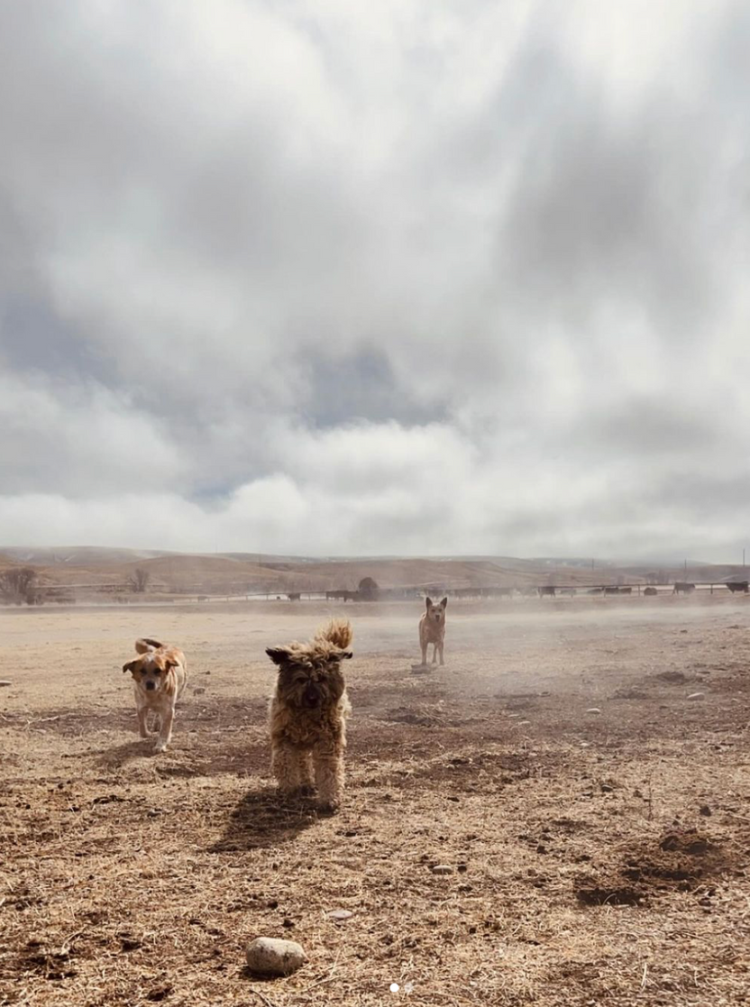 Wapika Ranch Cattle Co.